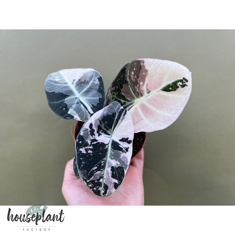 Alocasia Black Velvet Pink Variegata - Houseplant Factory - Rare Hous